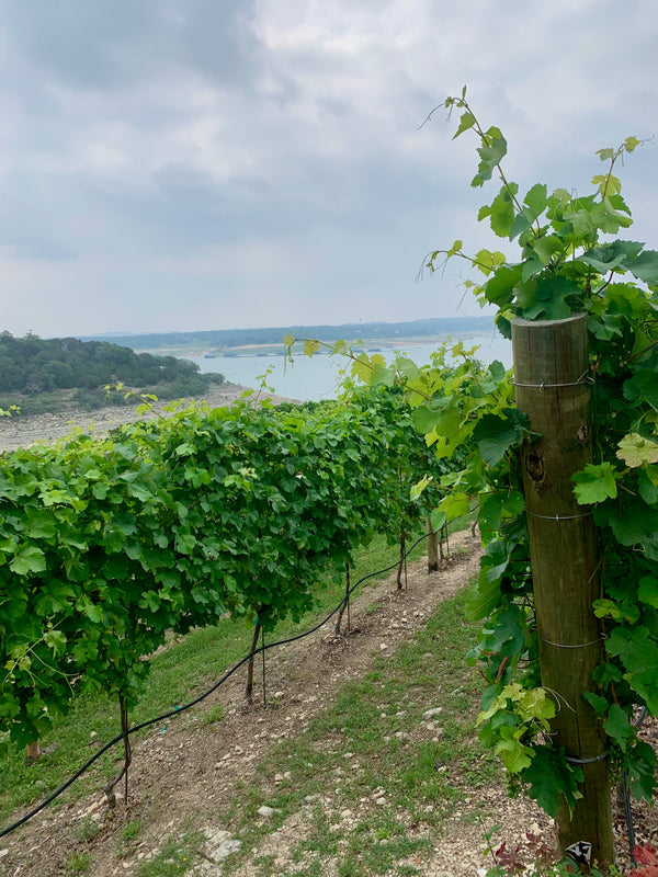 Banff Vineyards - The Austin Winery
