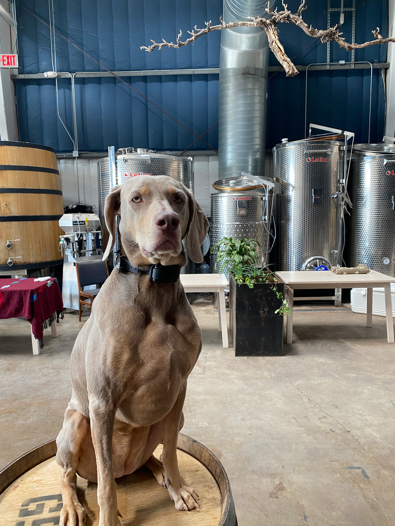 Tasting Room Menu - The Austin Winery